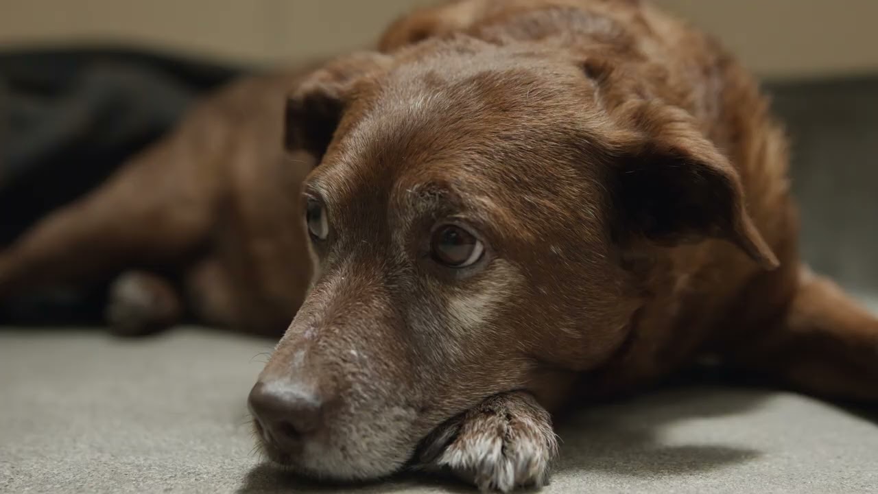 Make A Dog’s Day – Erickson Media